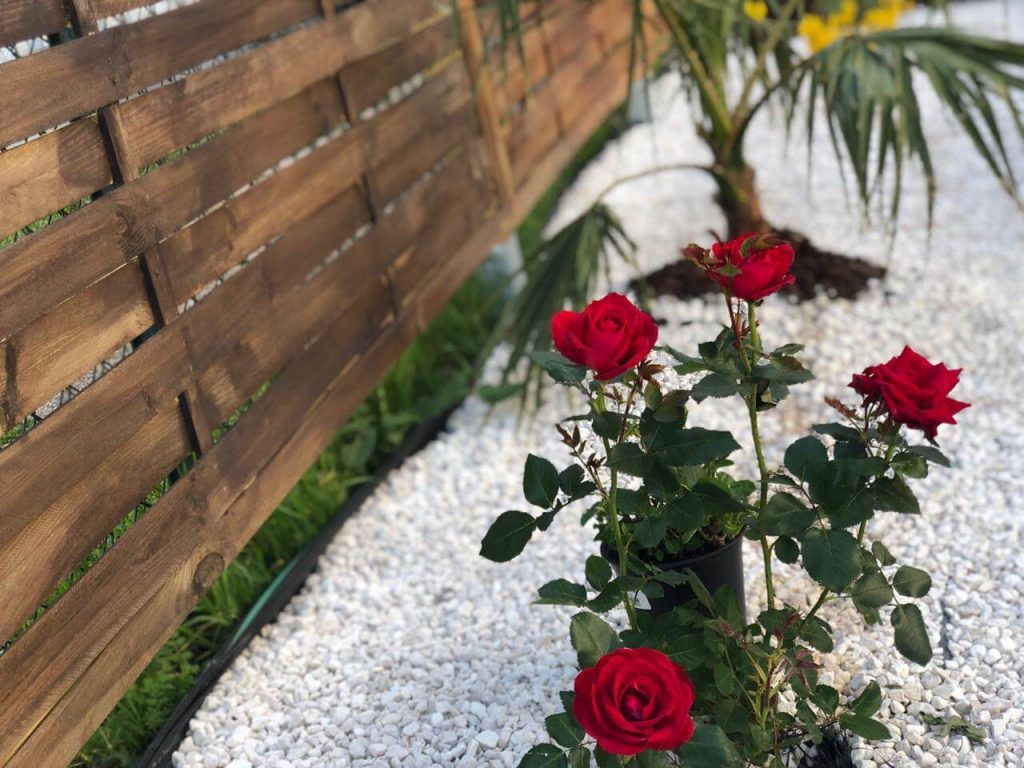 NOTRE HISTOIRE – ChickenWizz